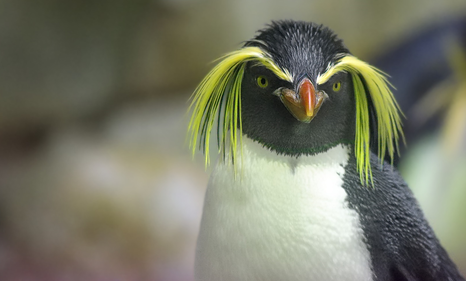 7 carti cu … pinguini – Mari si mici